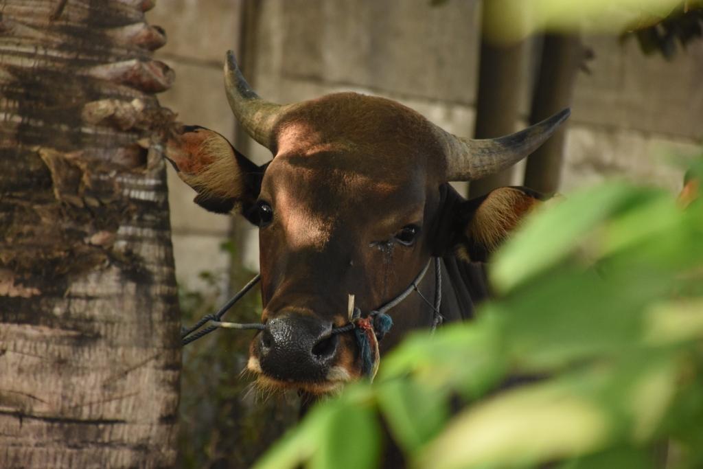 KPP Pratama Cilegon Selenggarakan Pemotongan Hewan Kurban | Direktorat ...